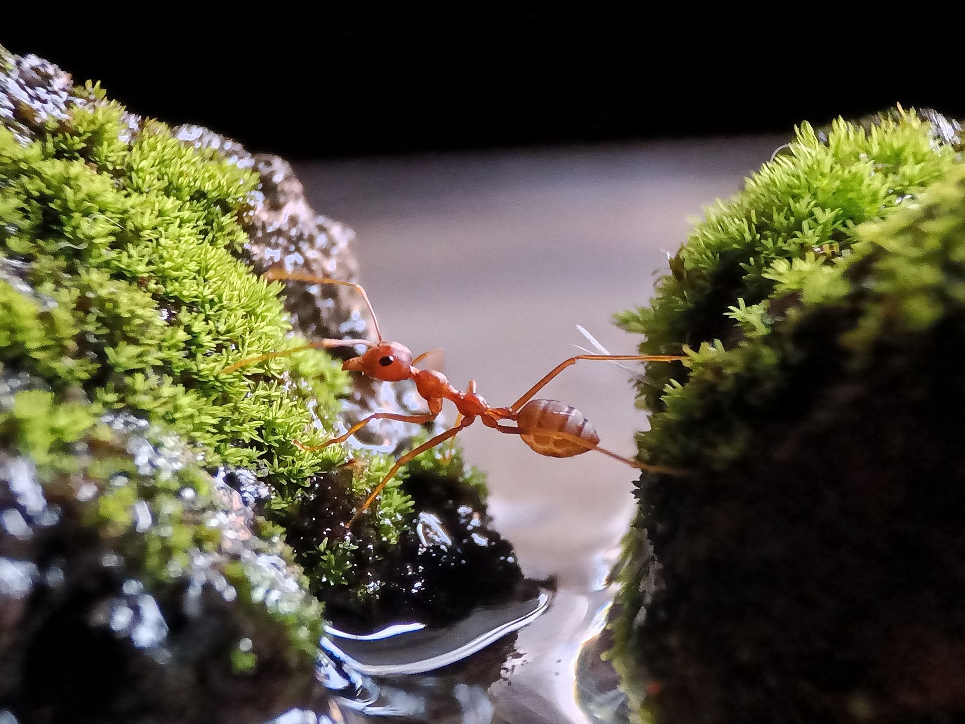 ventralnervecord.html | Ant Colonies