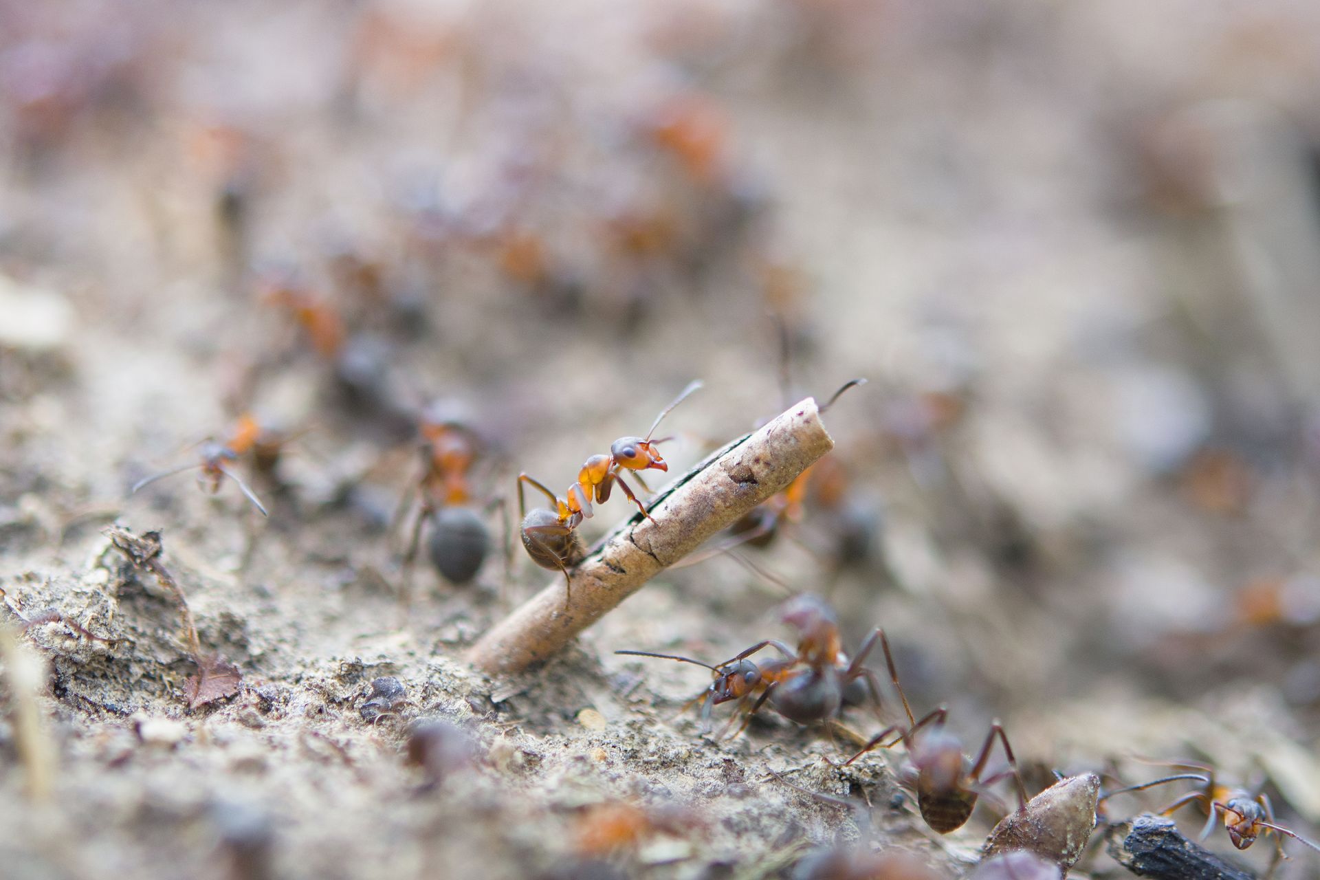 ventralnervecord.html | Ant Colonies